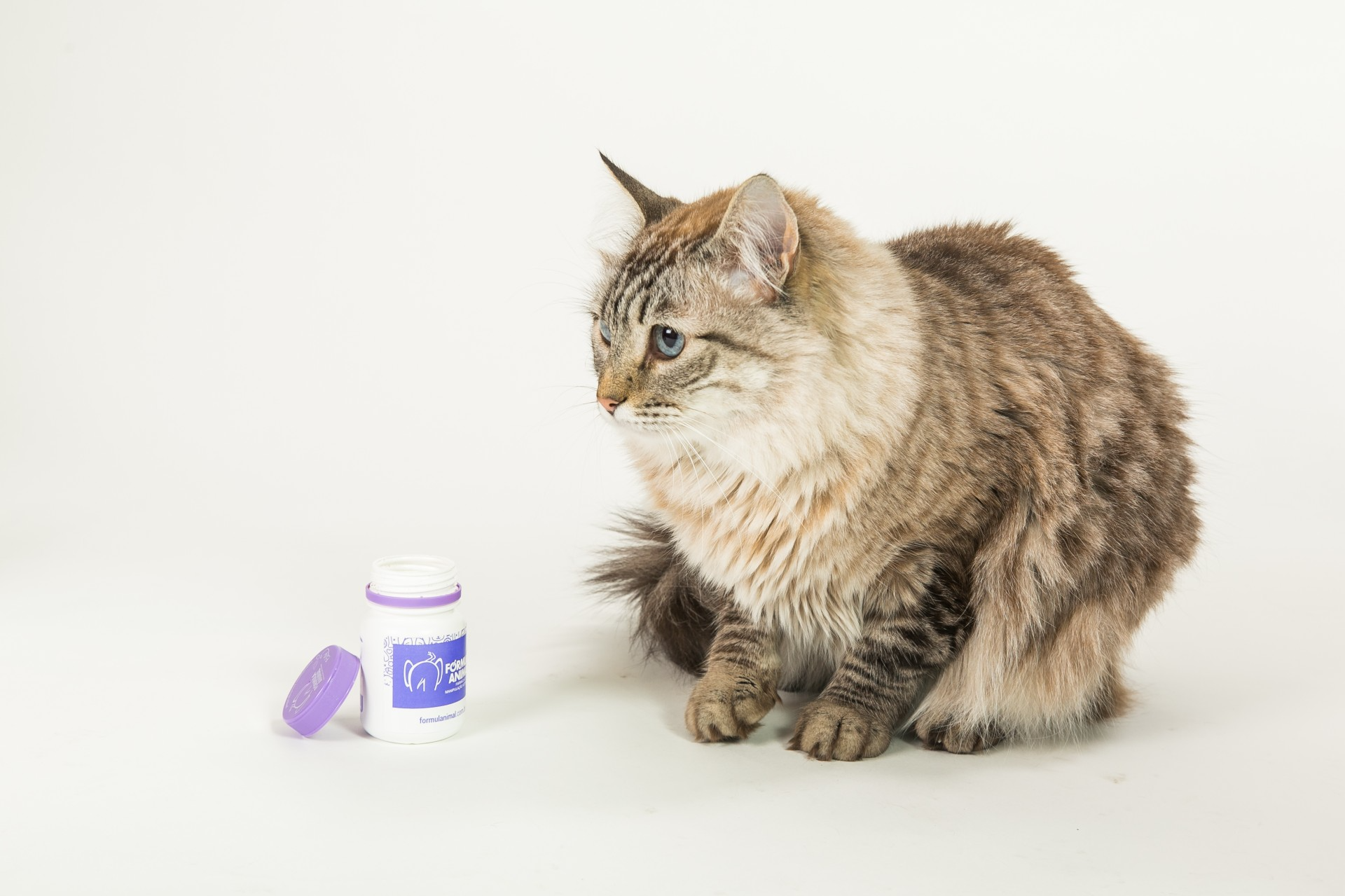 Setembro Lilás: Fórmula Animal faz live e doações para combate ao ...